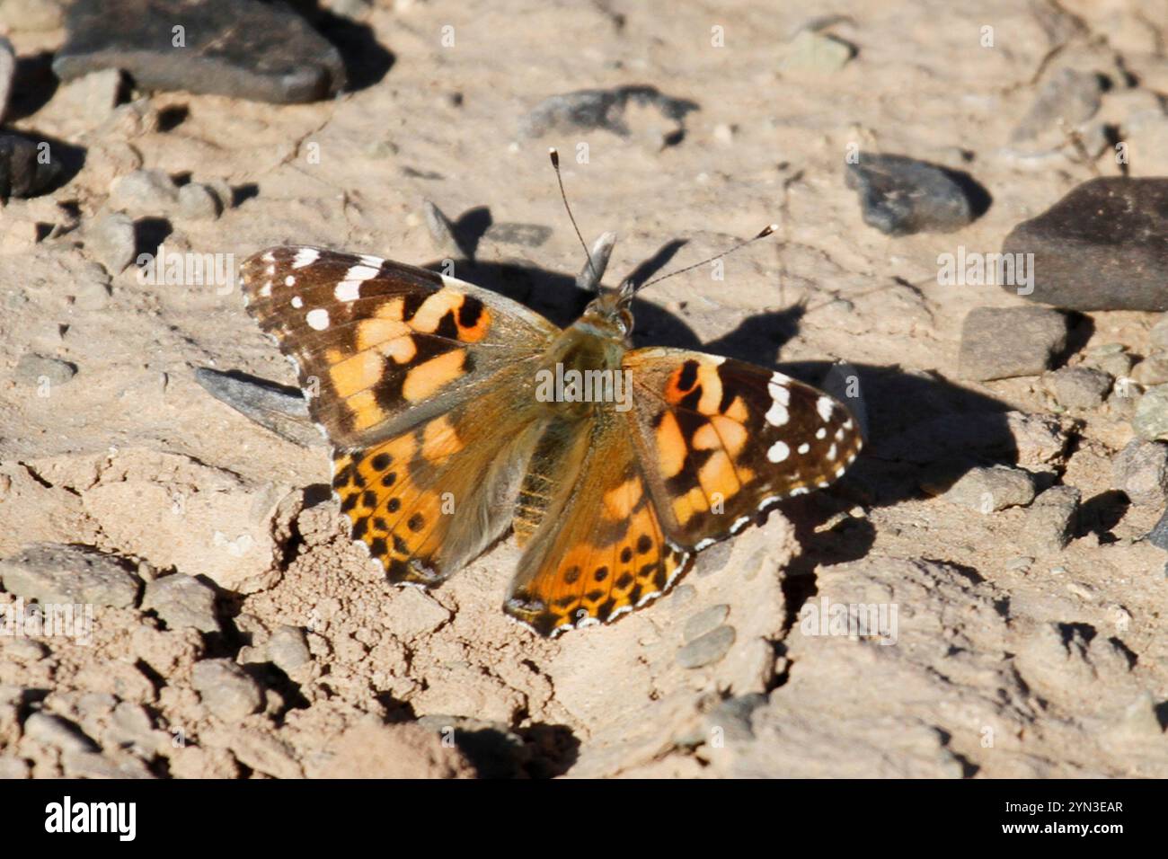 Painted Lady (Vanessa cardui Stock Photo - Alamy