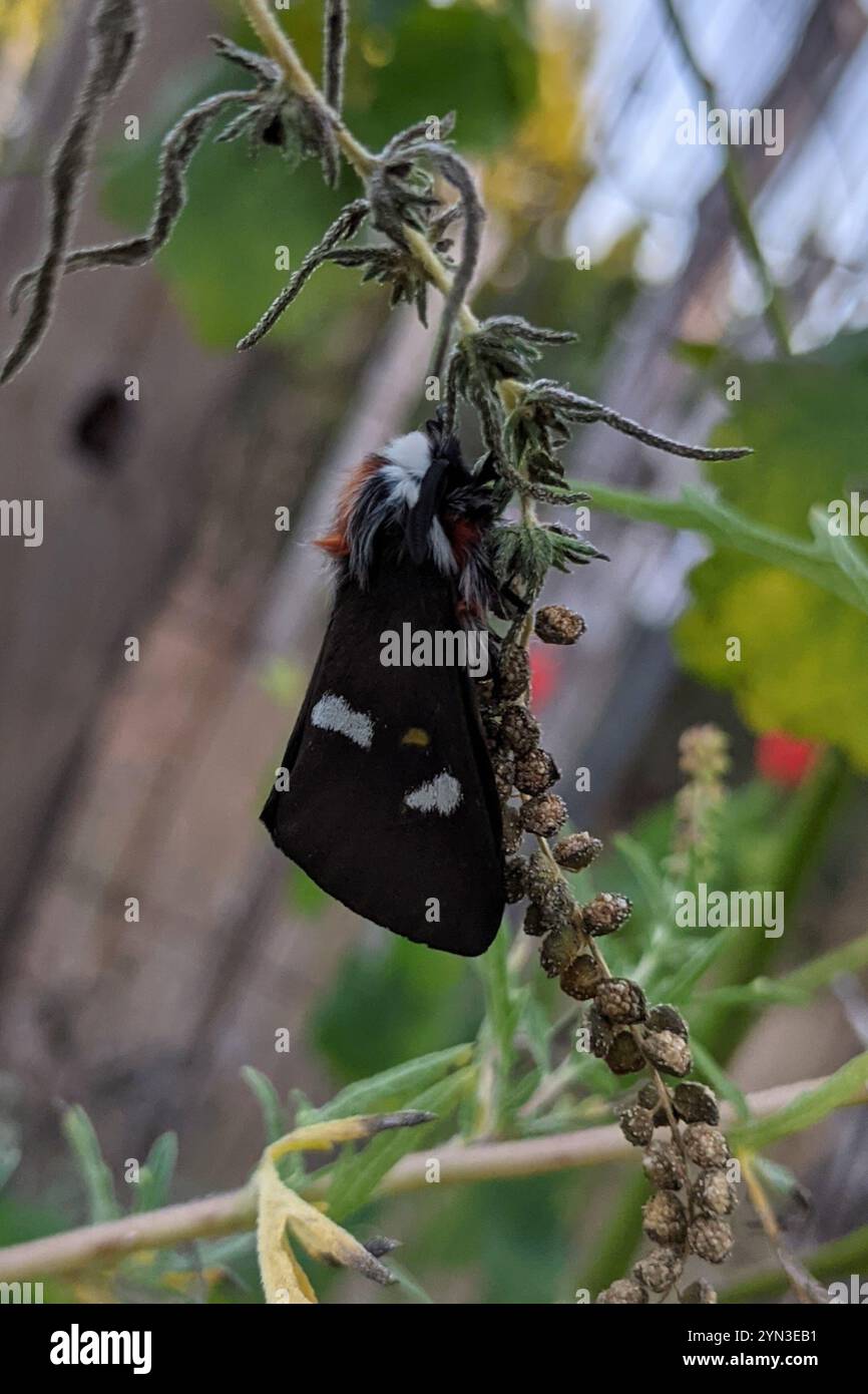 Buckmoth hi-res stock photography and images - Alamy