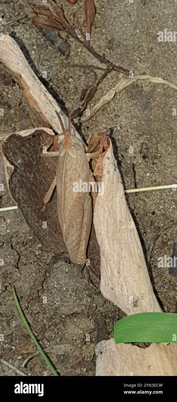 Gumleaf hi-res stock photography and images - Alamy