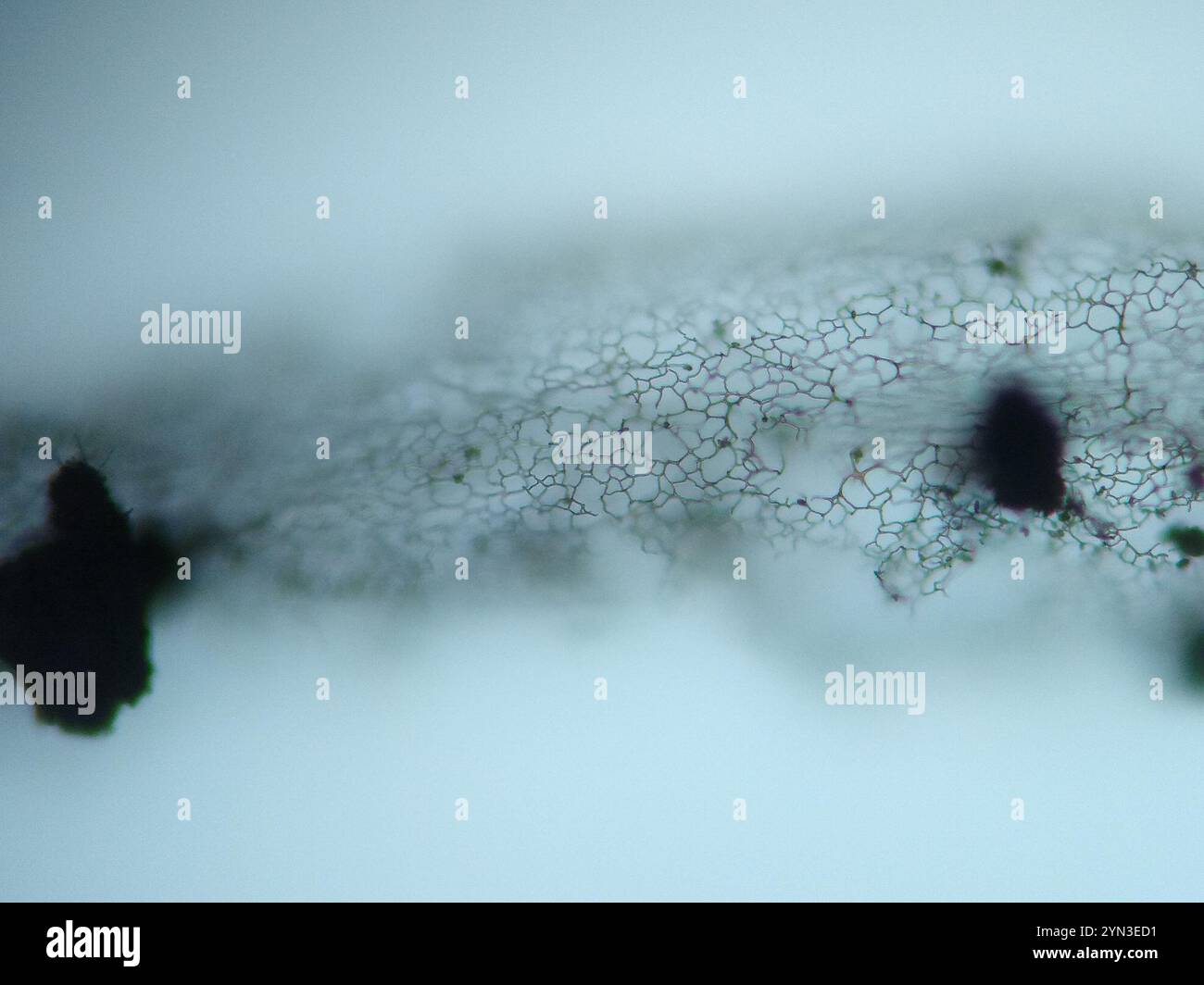 Stemonitis smithii hi-res stock photography and images - Alamy