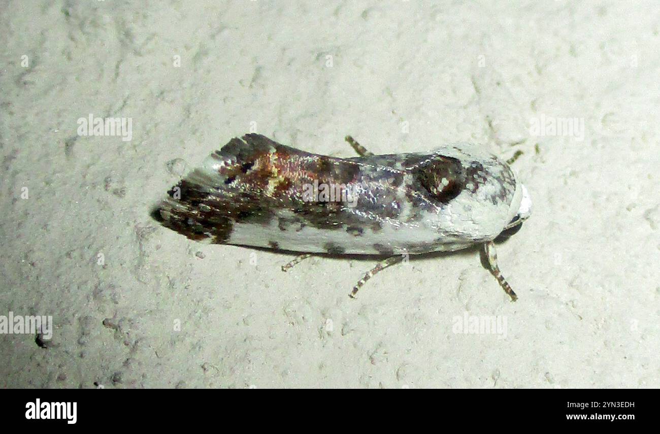 Acontia hi-res stock photography and images - Alamy