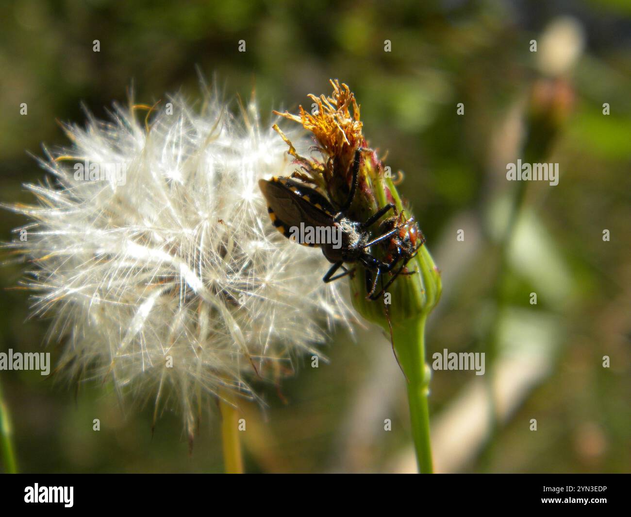 Flower Assassin Bugs (Rhynocoris Stock Photo - Alamy