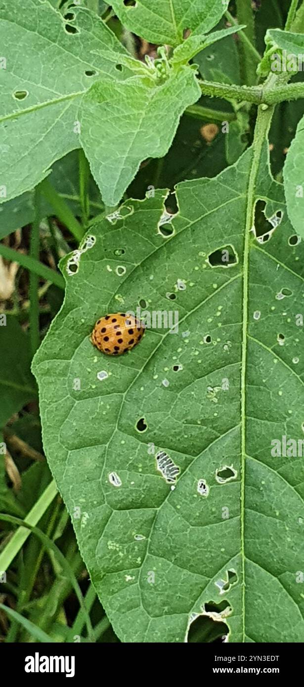 Hadda Beetle (Henosepilachna vigintioctopunctata Stock Photo - Alamy