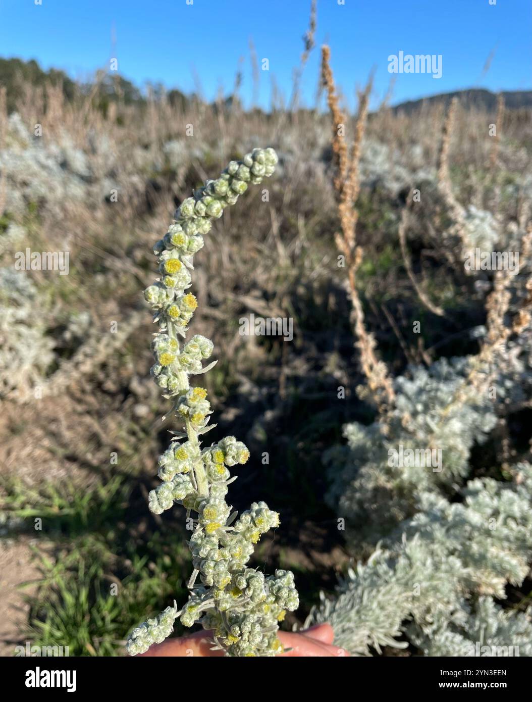 Pycnocephala hi-res stock photography and images - Alamy