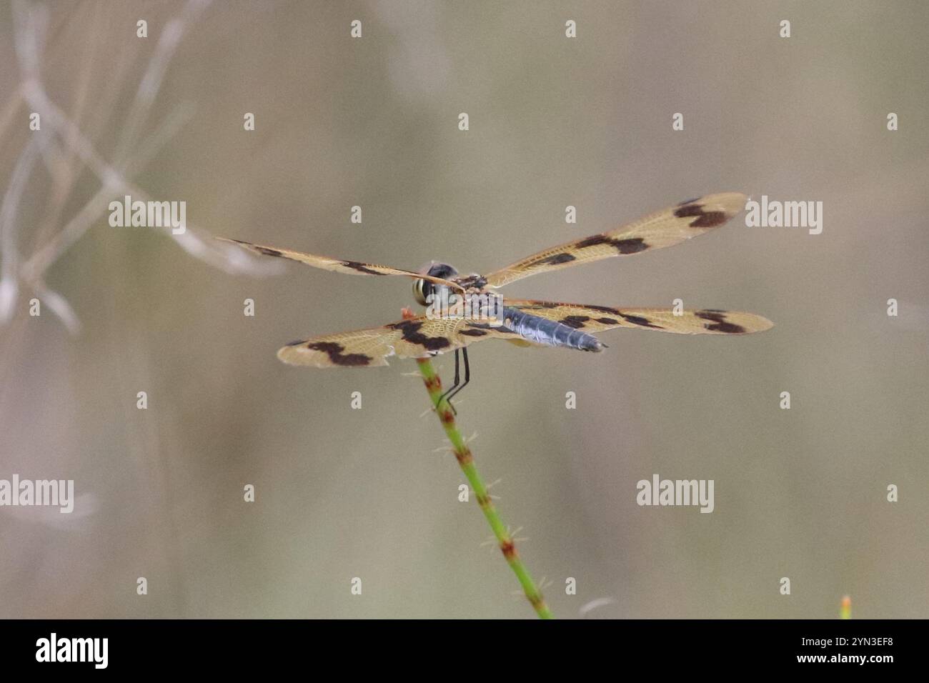 Graphic Flutterer (Rhyothemis graphiptera Stock Photo - Alamy