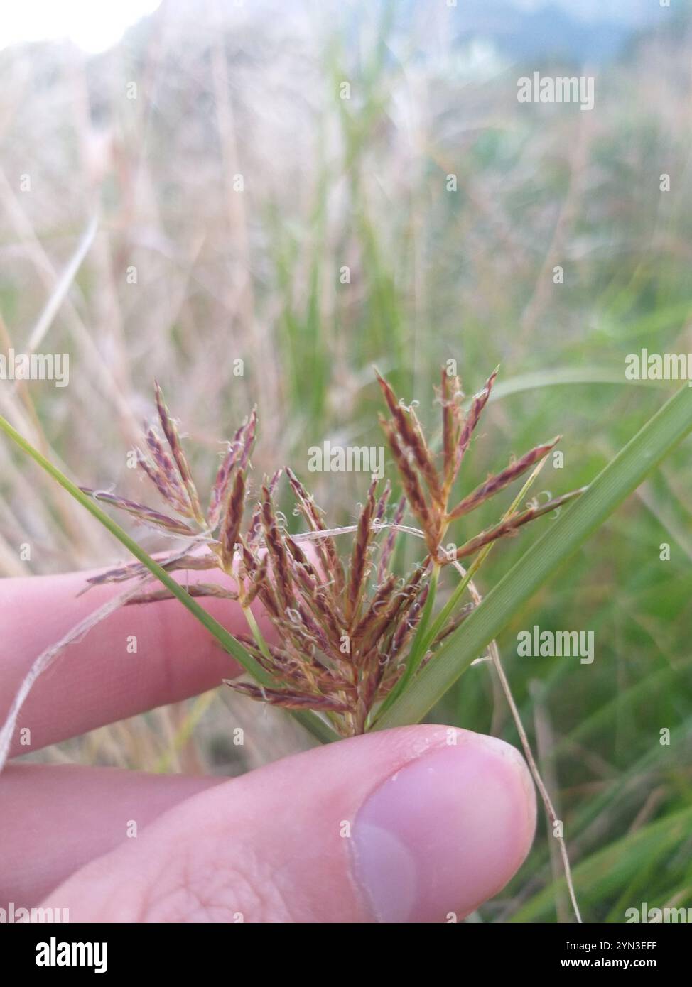 Sweet Cyperus (Cyperus longus tenuiflorus Stock Photo - Alamy