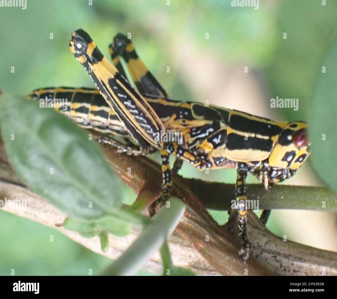 Variegated grasshopper (Zonocerus variegatus Stock Photo - Alamy