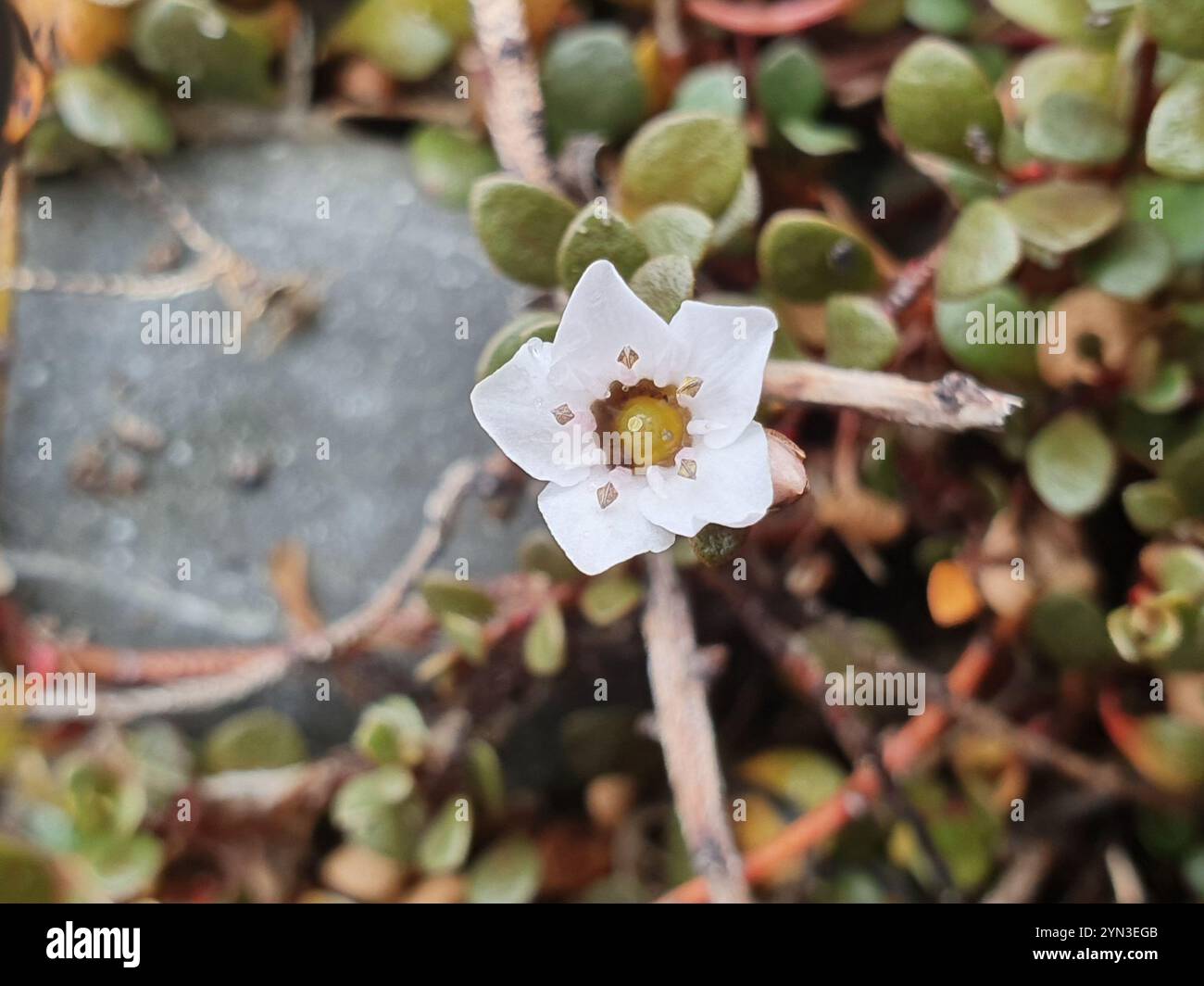 Sea Primrose (Samolus repens Stock Photo - Alamy
