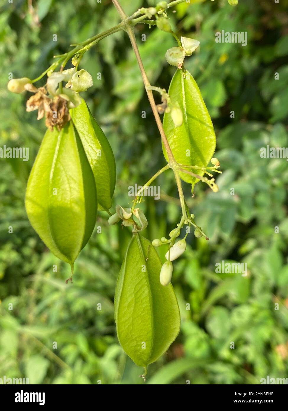Balloon Vines and Heartseed (Cardiospermum Stock Photo - Alamy