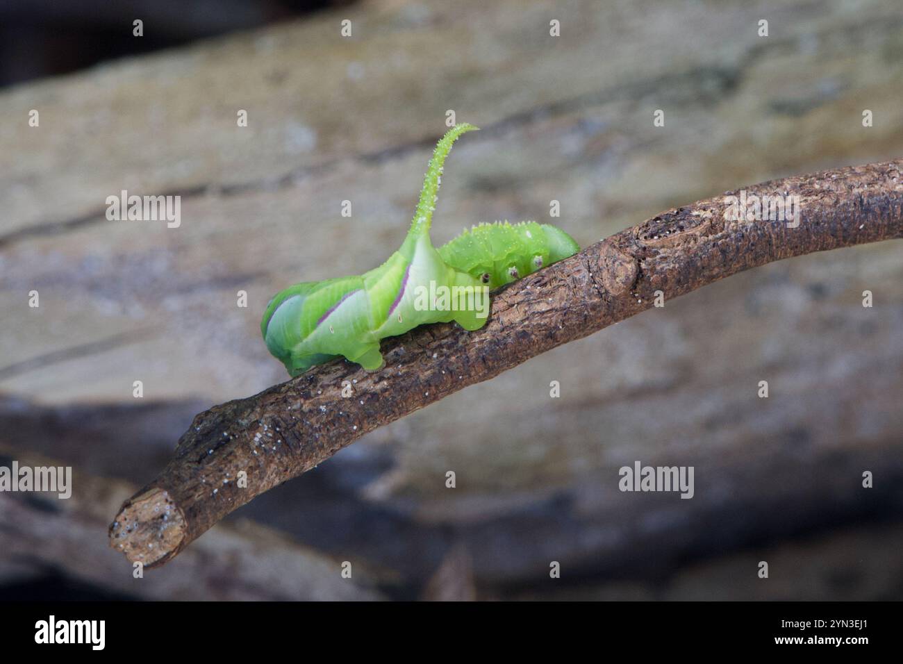 Rustic Sphinx (Manduca rustica Stock Photo - Alamy