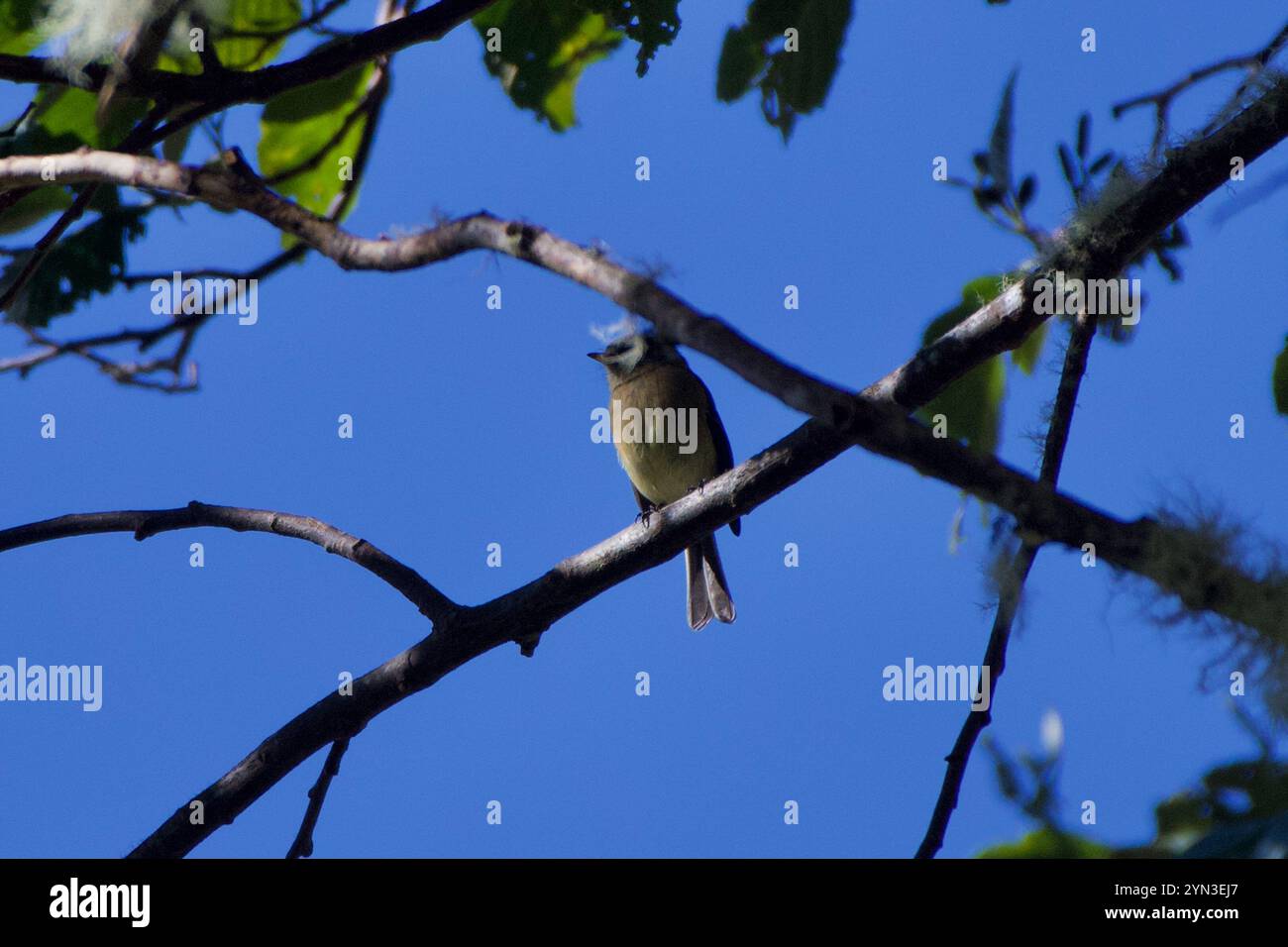 Black capped flycatcher hi-res stock photography and images - Alamy