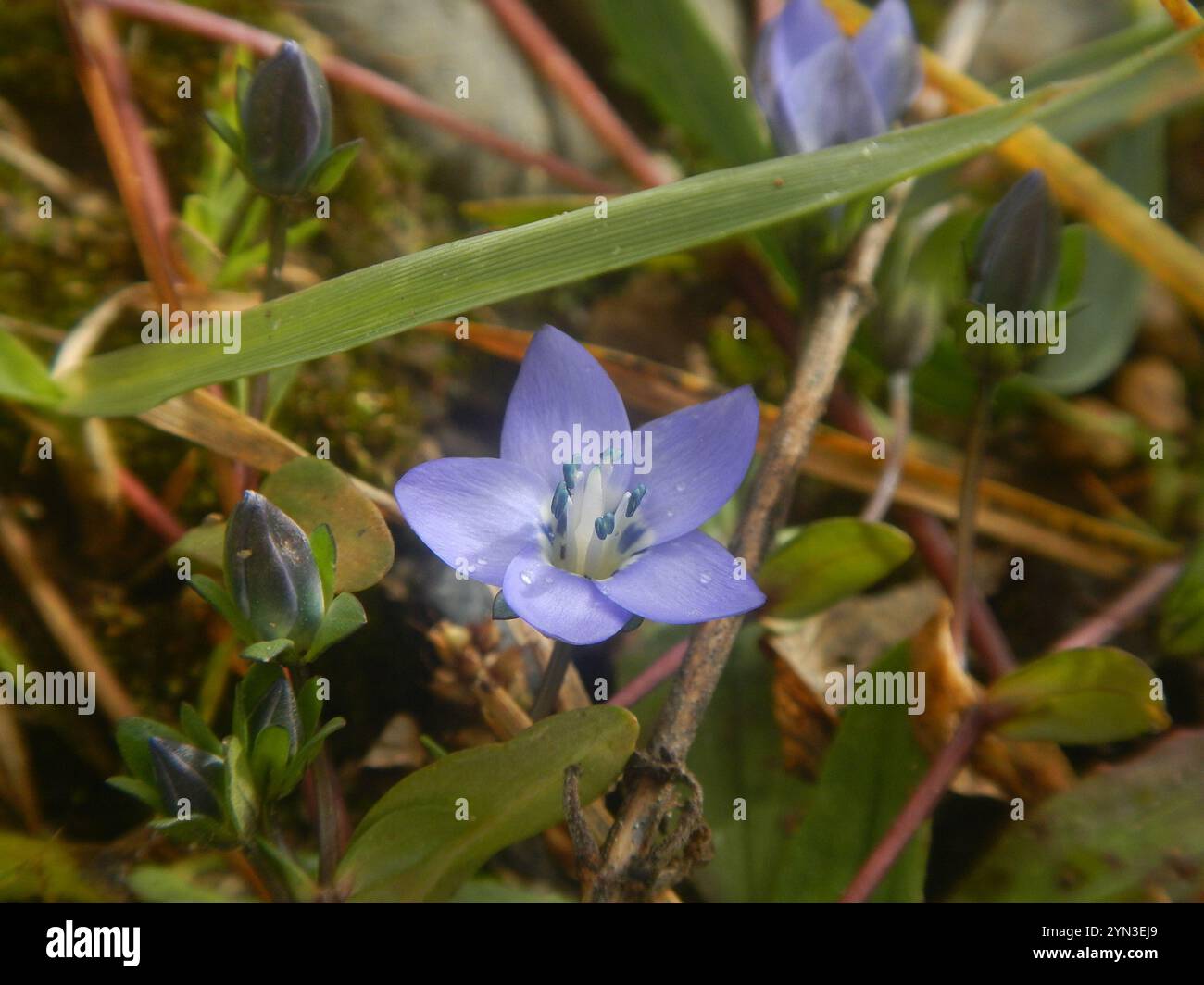 dwarf gentians (Gentianella Stock Photo - Alamy