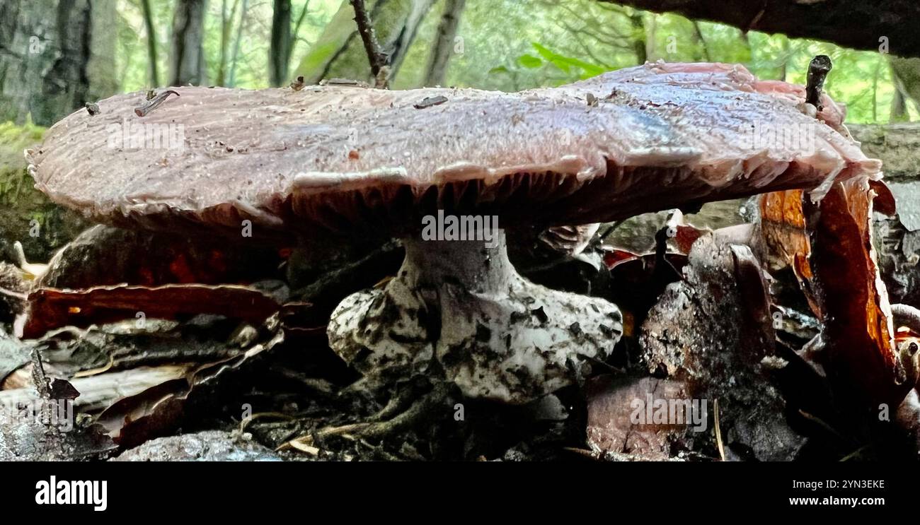 Liver Bolete (Suillellus amygdalinus Stock Photo - Alamy