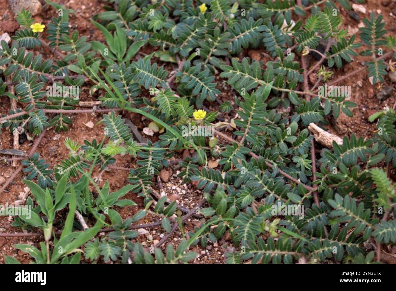 puncture vine (Tribulus terrestris Stock Photo - Alamy