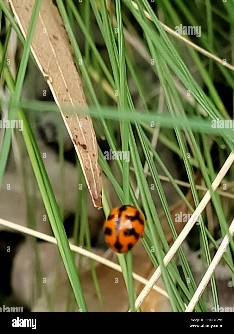 Small Transverse Ladybird Beetle (Coccinella transversalis Stock Photo ...