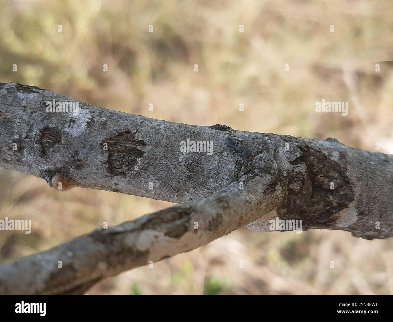 Turtle Ants (Cephalotes Stock Photo - Alamy