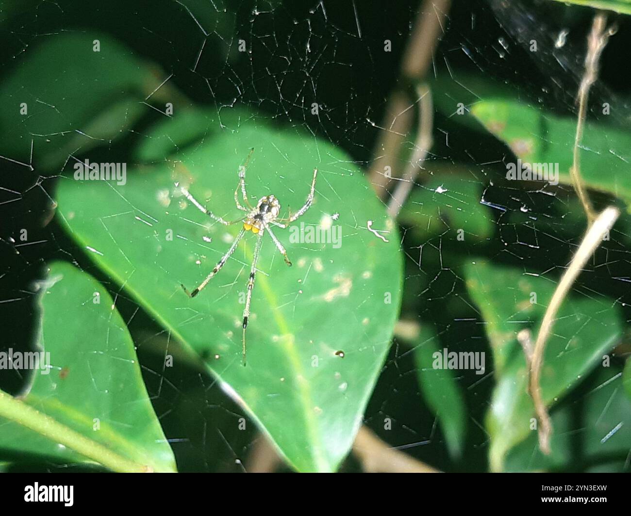Typical Cobweb Spiders (Theridion Stock Photo - Alamy