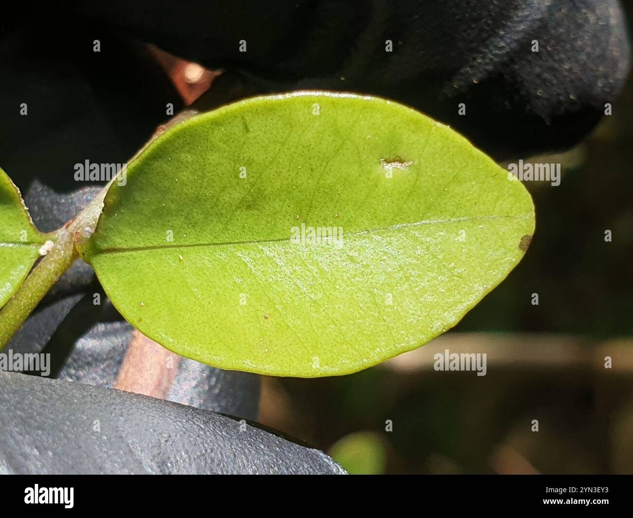 Scarlet rātā vine (Metrosideros fulgens Stock Photo - Alamy
