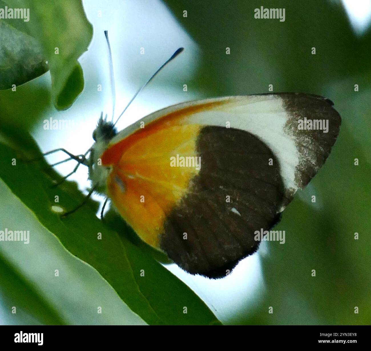 Western Dotted Border (Mylothris chloris Stock Photo - Alamy