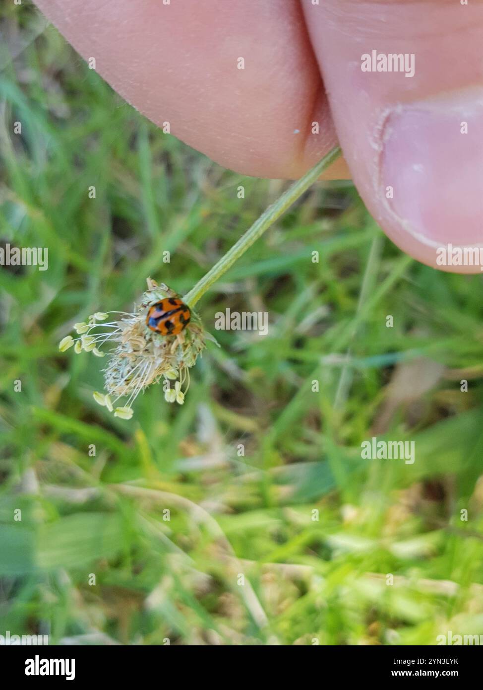 Small Transverse Ladybird Beetle (Coccinella transversalis Stock Photo ...