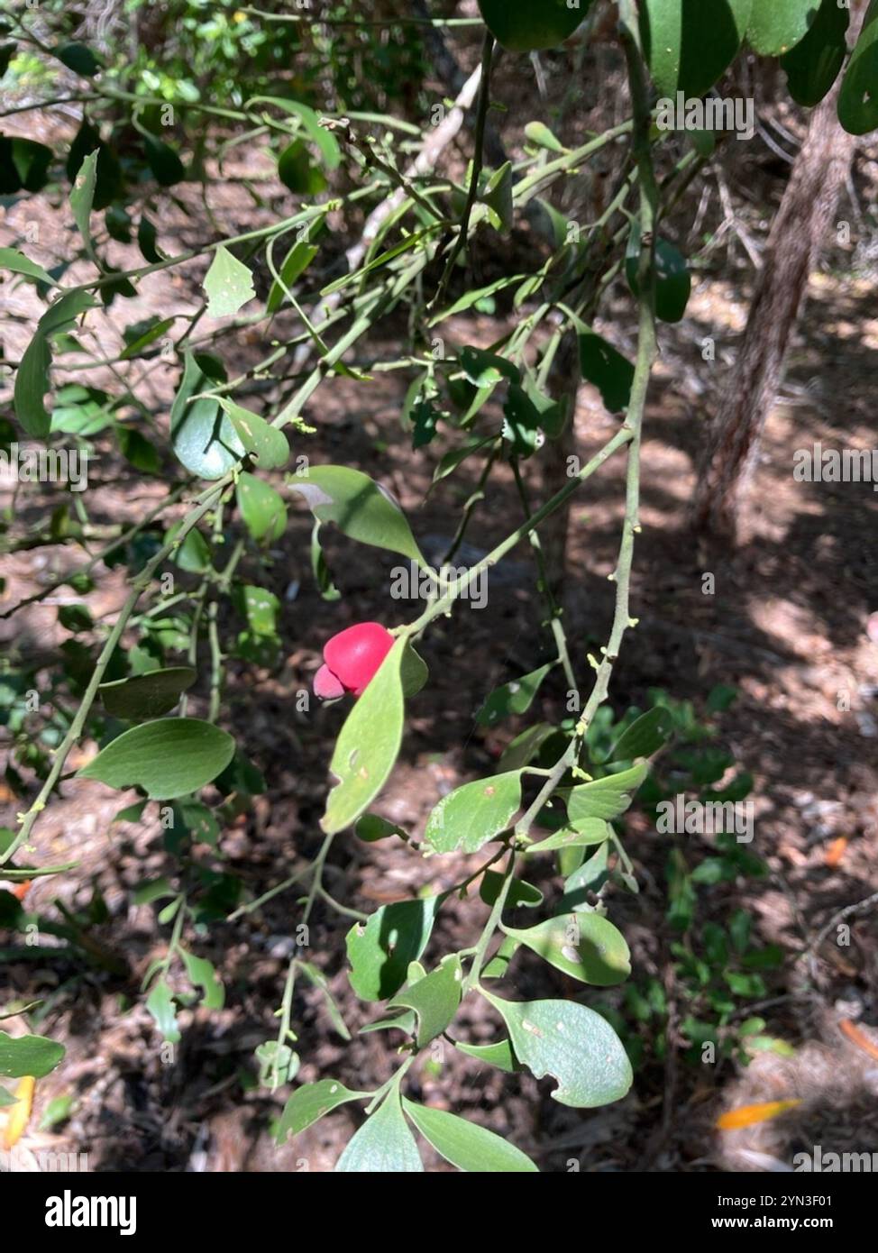 Broad Leaved Native Cherry (Exocarpos latifolius Stock Photo - Alamy