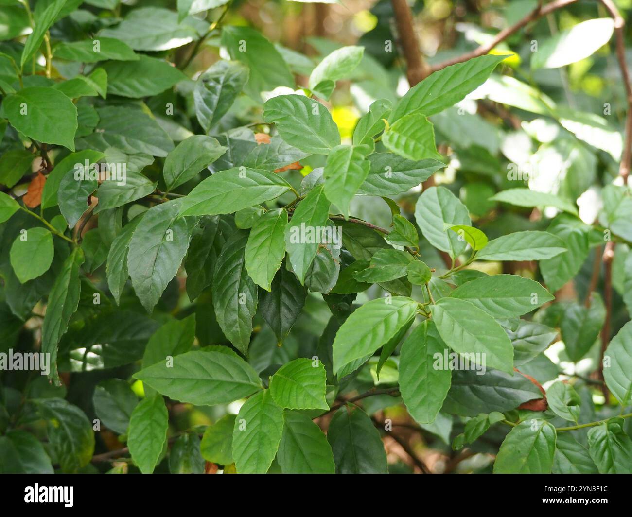 (Maesa perlaria formosana Stock Photo - Alamy