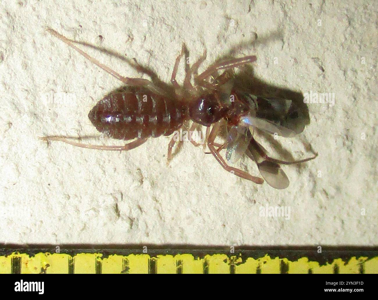 Barklice, Booklice, and Parasitic Lice (Psocodea Stock Photo - Alamy