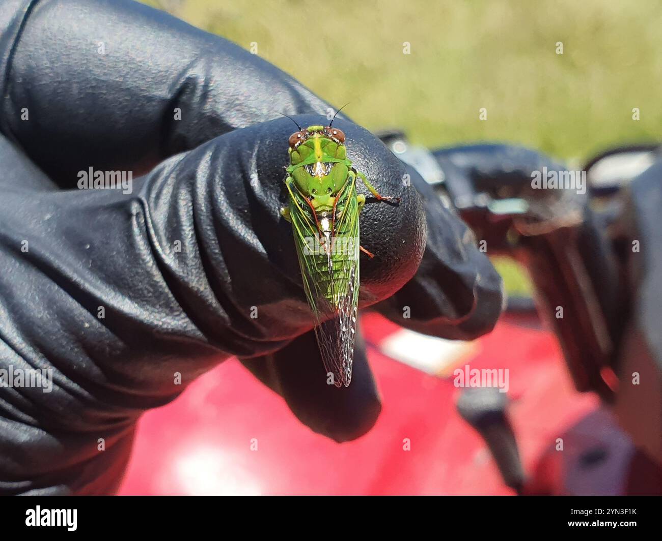 Snoring Cicada (Kikihia cutora Stock Photo - Alamy