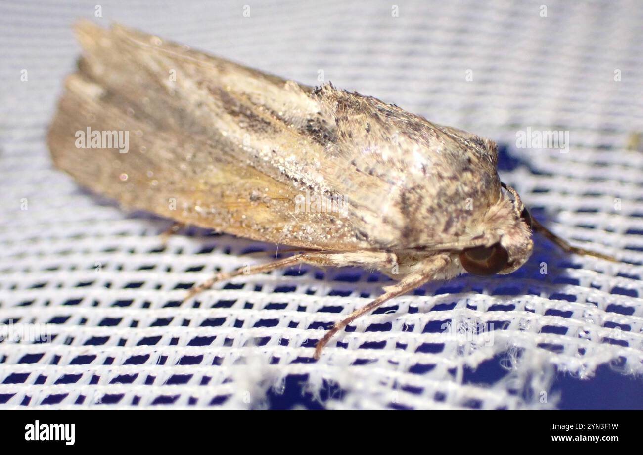 Armyworm Moths (Spodoptera Stock Photo - Alamy
