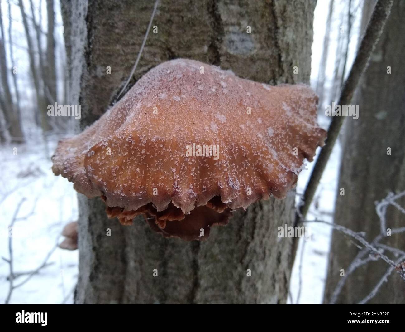 Stinking Orange Oyster (Phyllotopsis nidulans Stock Photo - Alamy