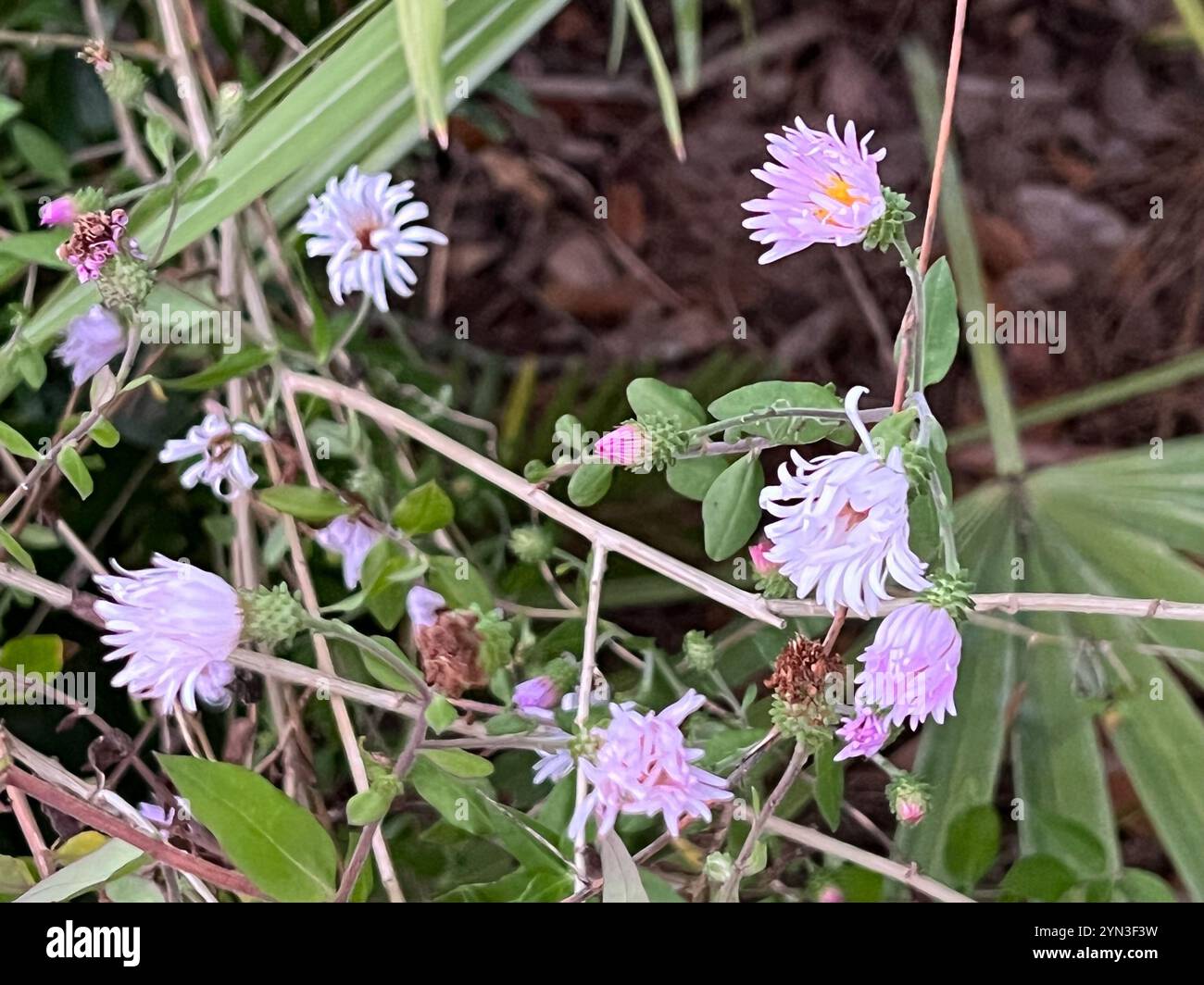 Climbing Aster (Ampelaster carolinianus Stock Photo - Alamy