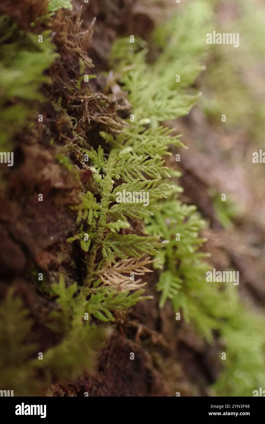 fern mosses (Thuidium Stock Photo - Alamy