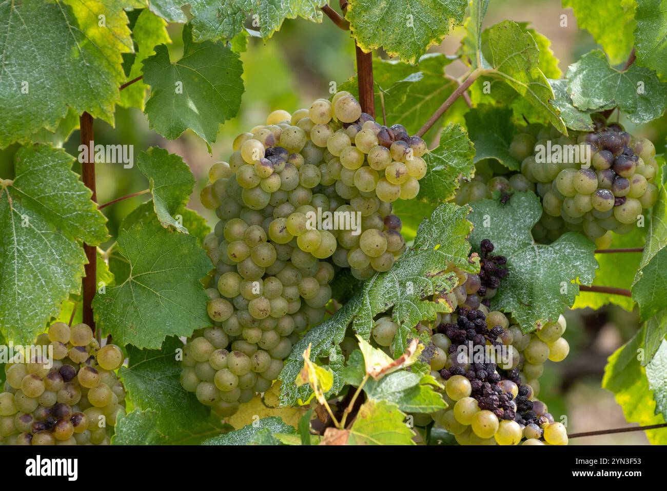 Bunches of ripe white chardonnay wine grapes on Cote des Blancs ready ...