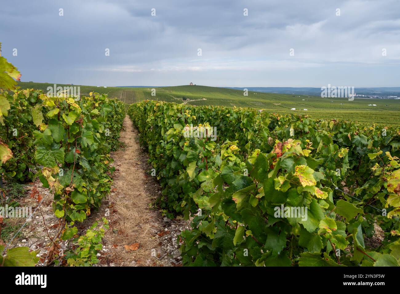 Landscape with grand cru vineyards near Cramant and Avize, region ...