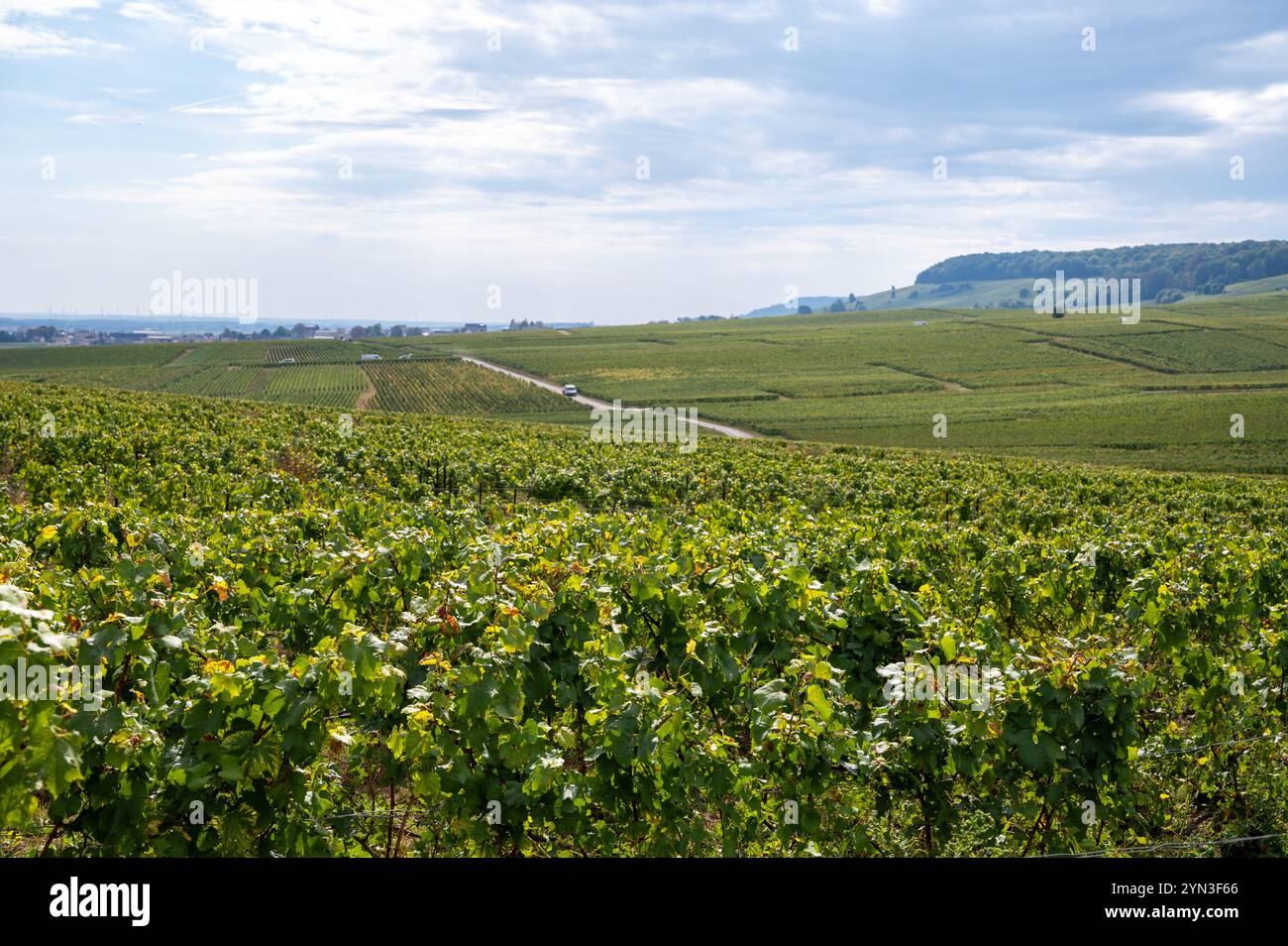 Landscape with grand cru vineyards near Cramant and Avize, region ...