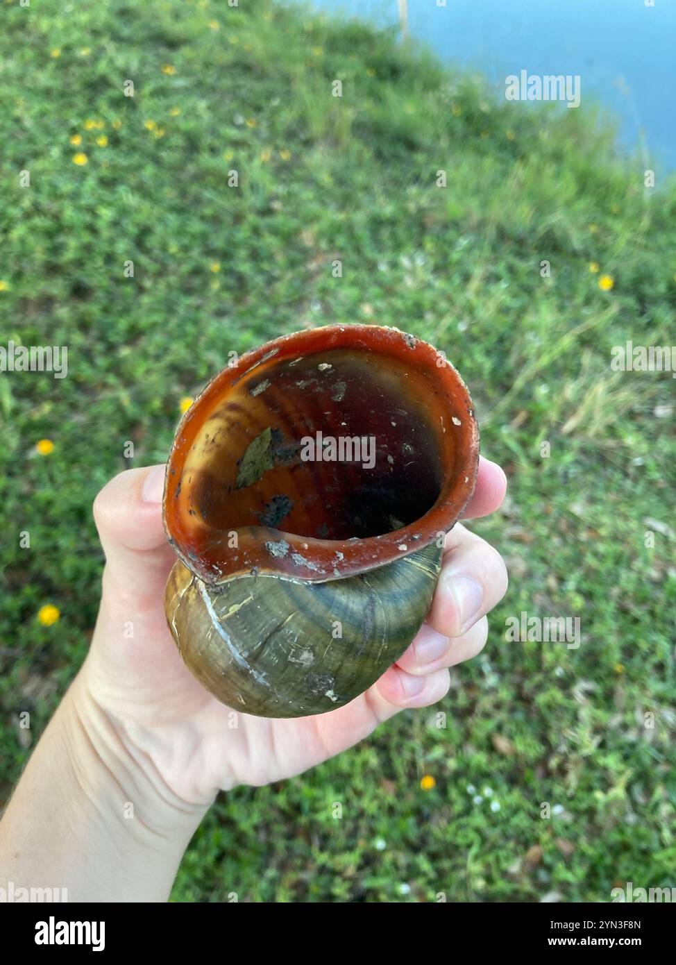 Common Apple Snails (Pomacea Stock Photo - Alamy