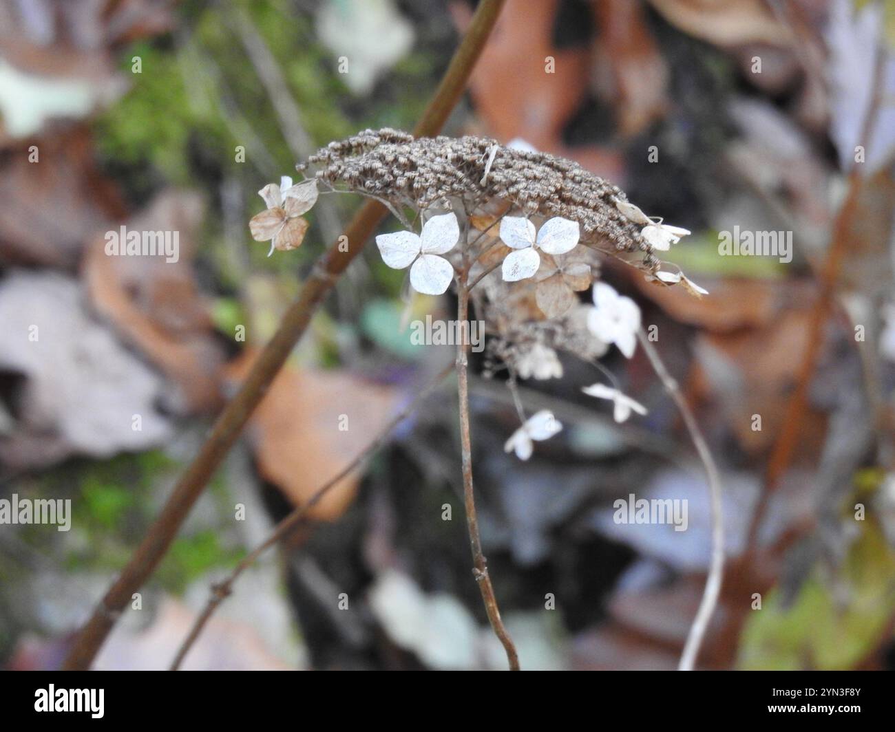 wild hydrangea (Hydrangea arborescens Stock Photo - Alamy
