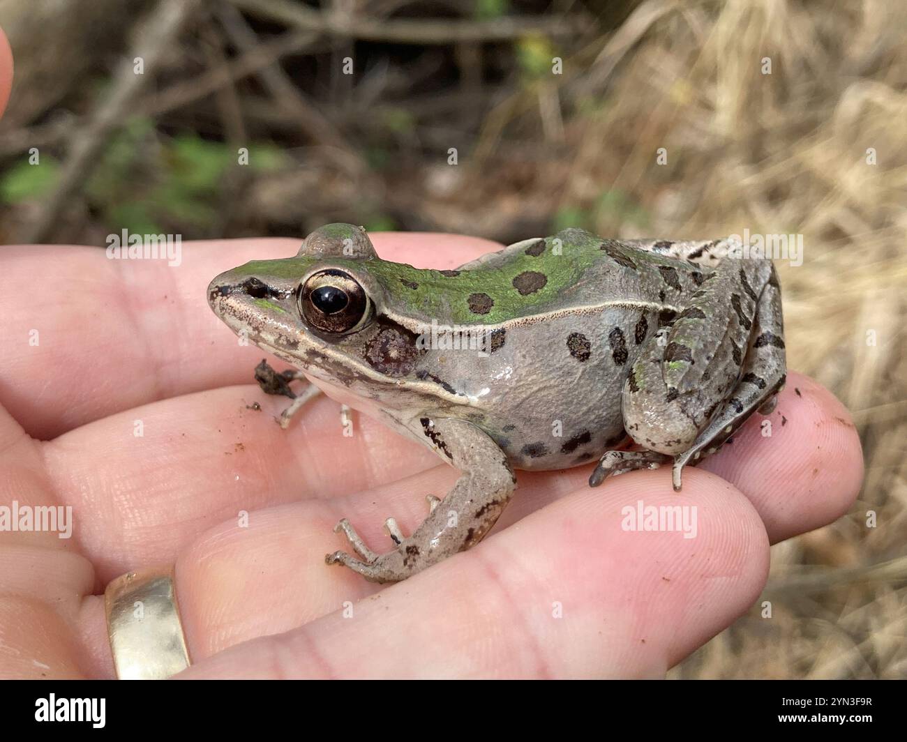 Southern Leopard Frog (Lithobates sphenocephalus Stock Photo - Alamy