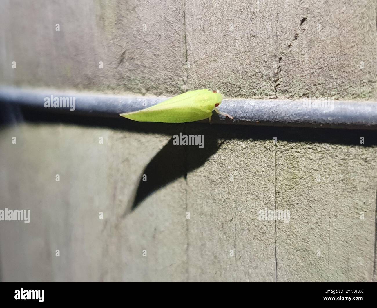 Torpedo Bug (Siphanta acuta Stock Photo - Alamy