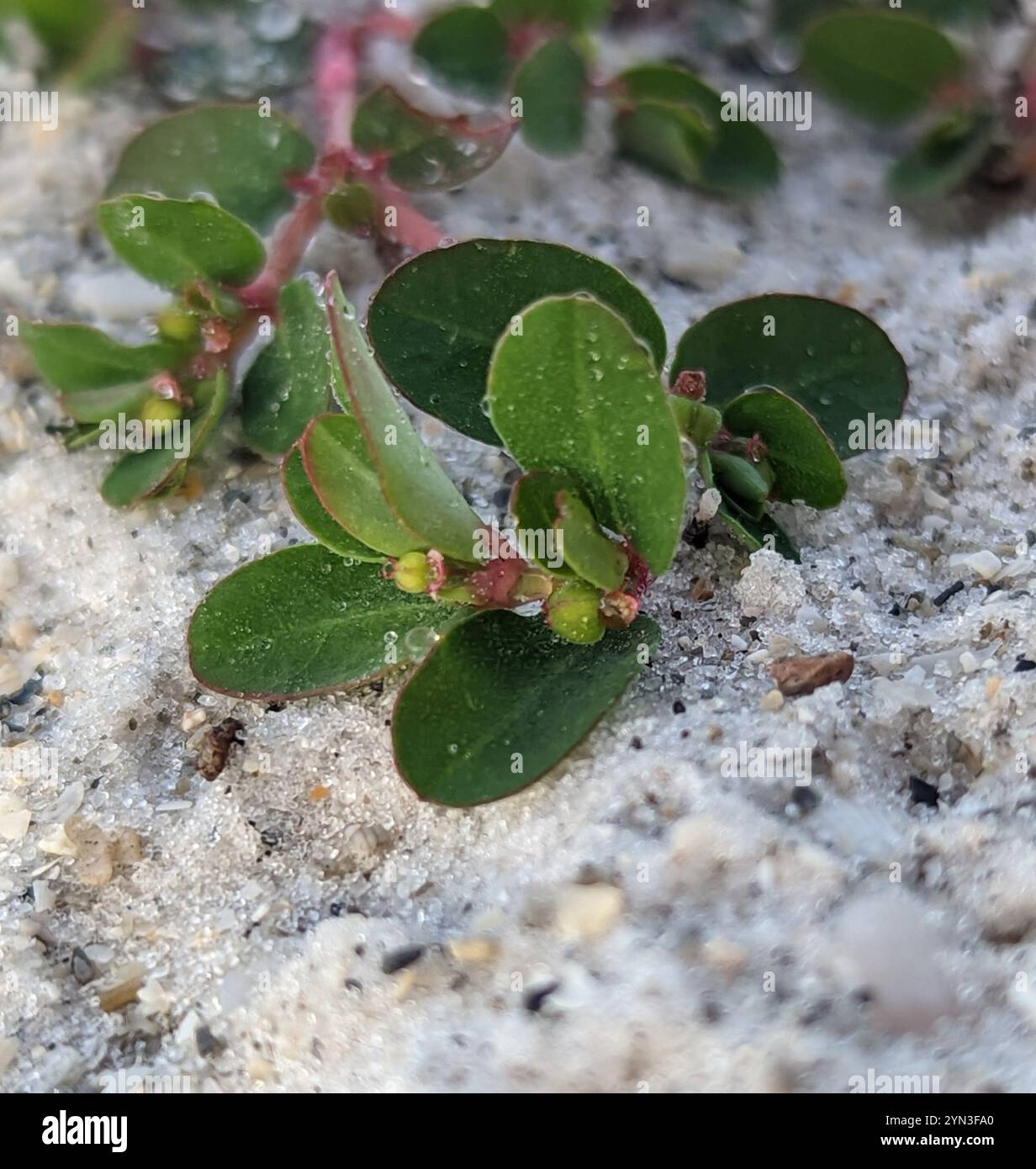 limestone sandmat (Euphorbia blodgettii Stock Photo - Alamy