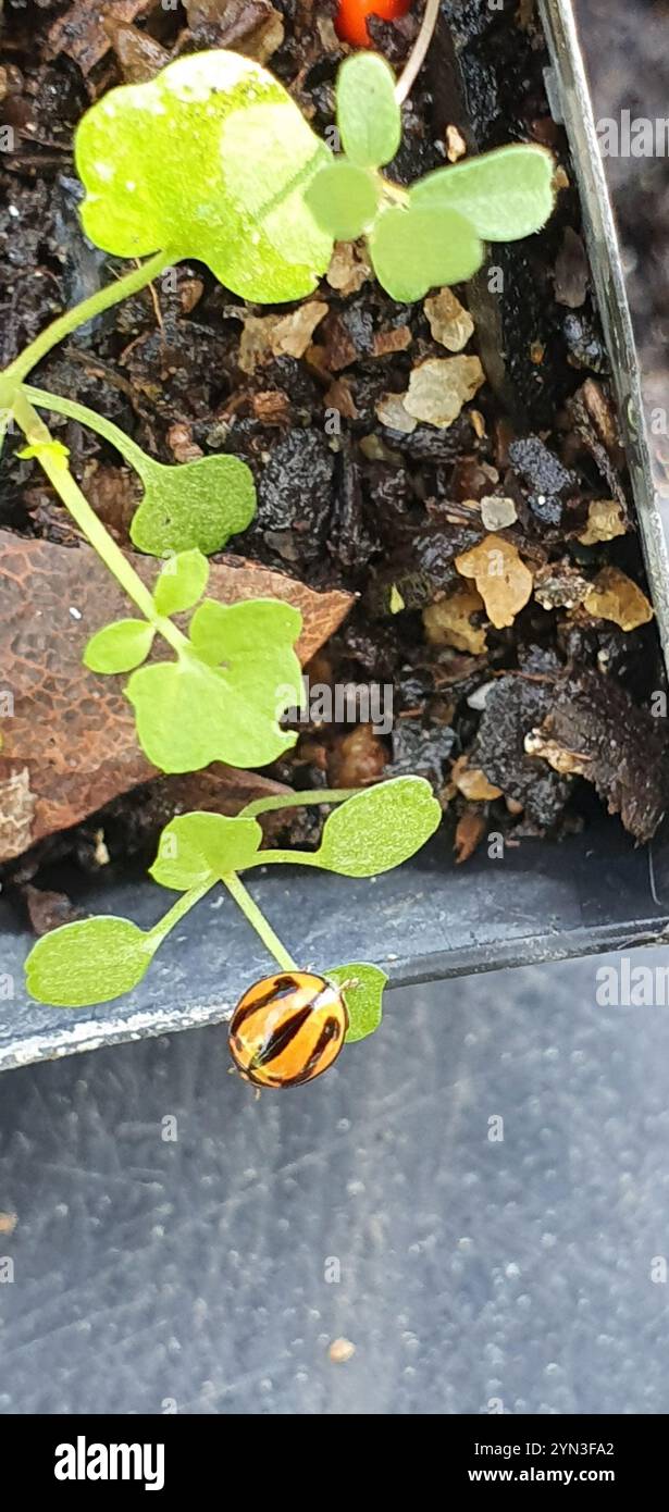 Striped Ladybird (Micraspis frenata Stock Photo - Alamy