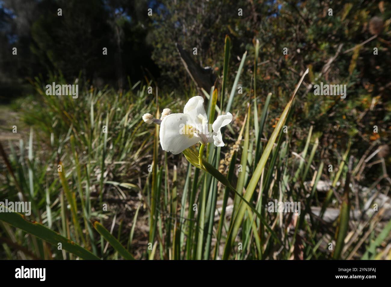 butterfly flag (Diplarrena moraea Stock Photo - Alamy