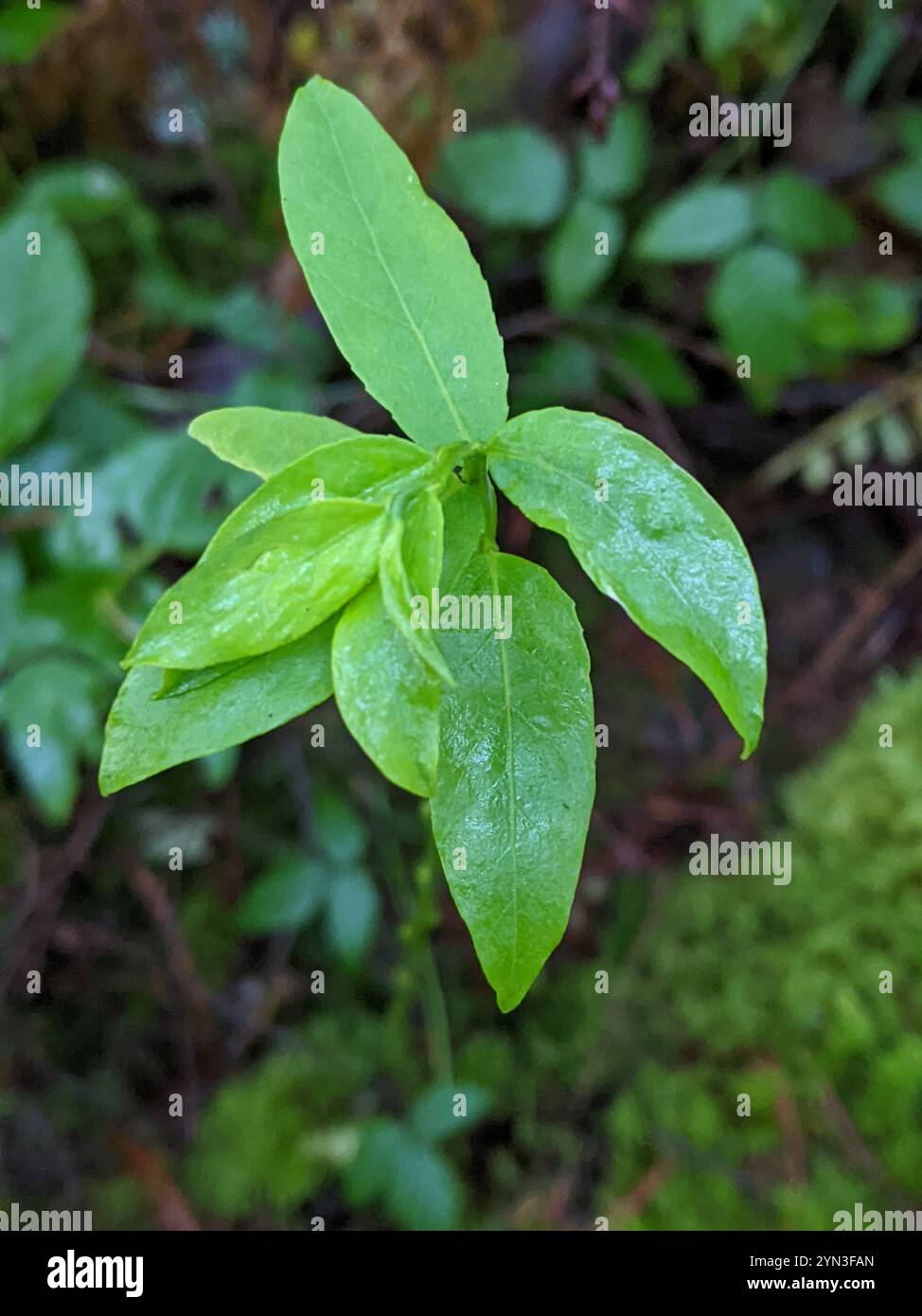 Red Huckleberry (Vaccinium parvifolium Stock Photo - Alamy
