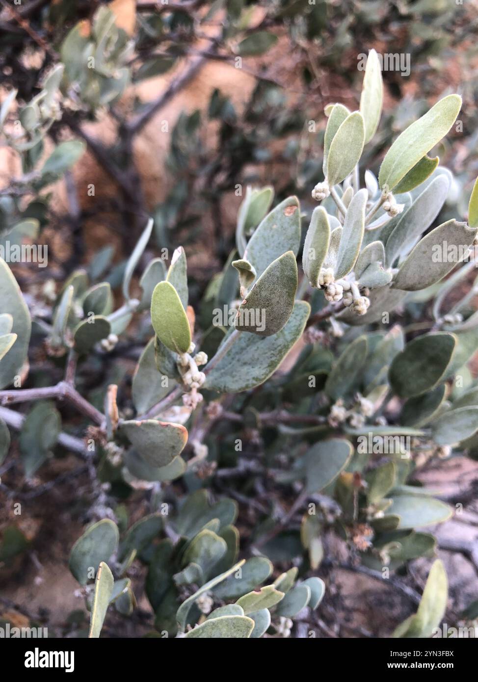 jojoba (Simmondsia chinensis Stock Photo - Alamy