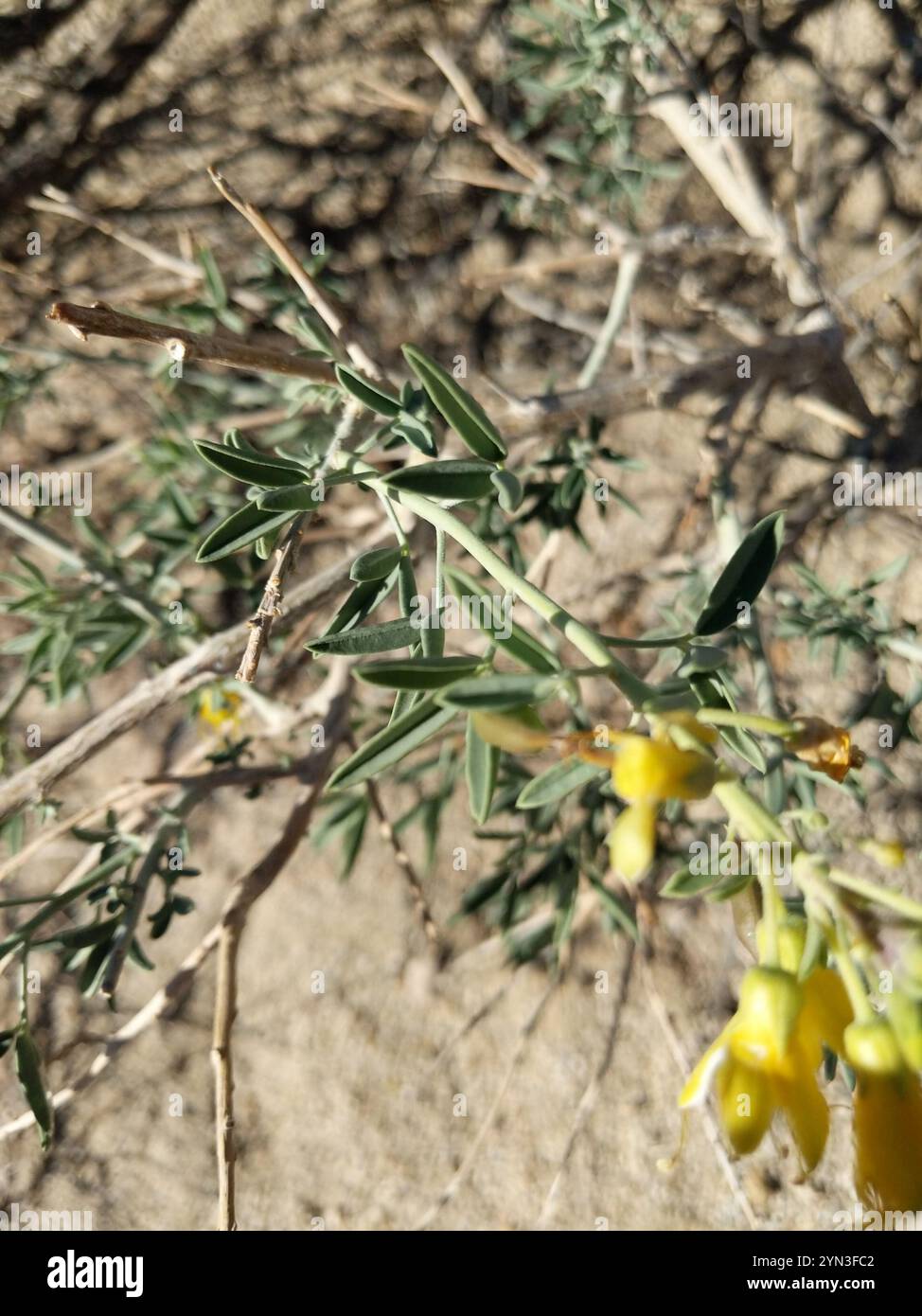 Bladderpod (Cleomella arborea Stock Photo - Alamy