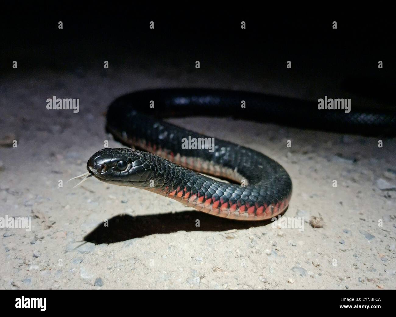 Red-bellied Black Snake (Pseudechis porphyriacus Stock Photo - Alamy
