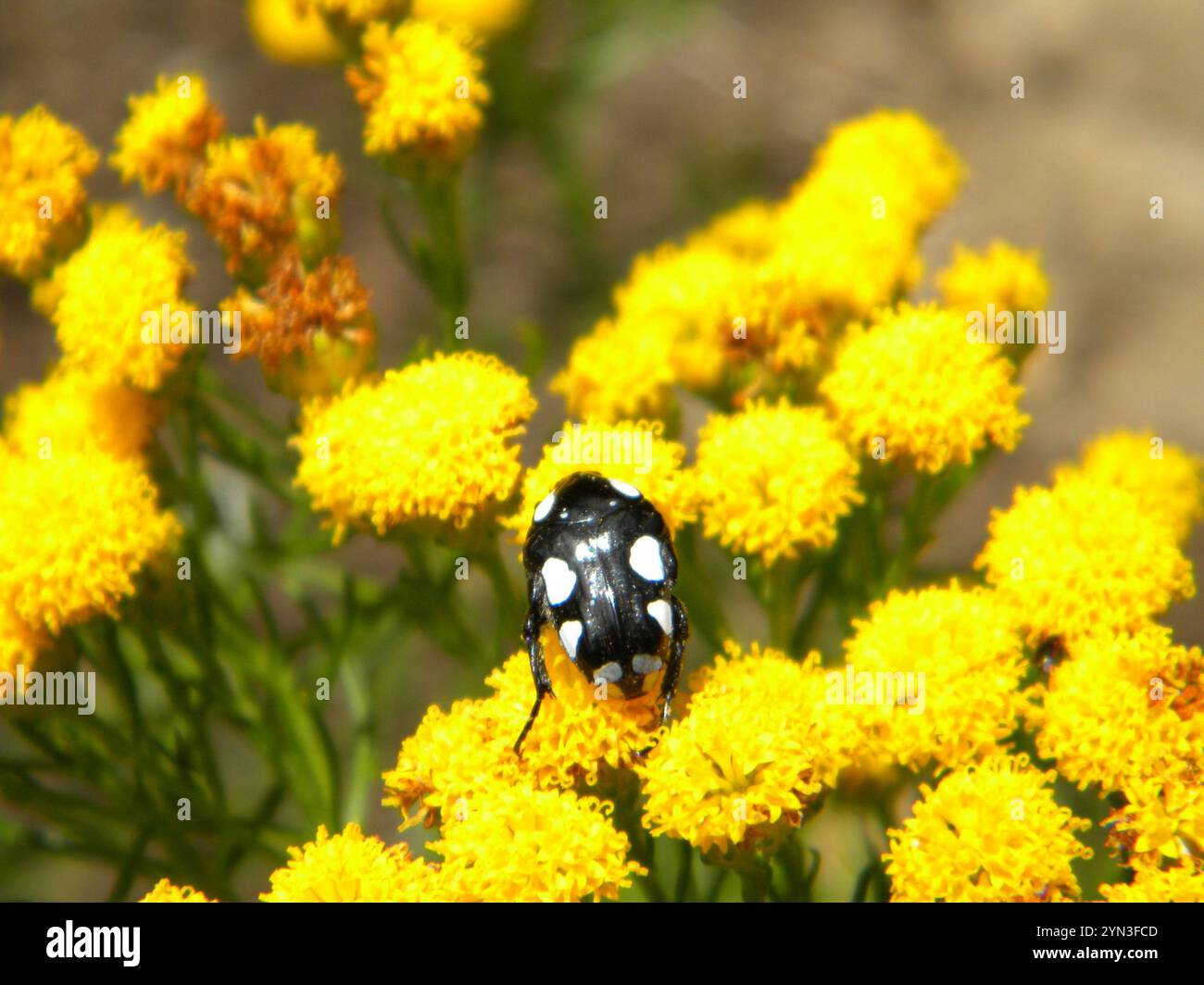 White-spotted Fruit Chafer (Mausoleopsis amabilis Stock Photo - Alamy