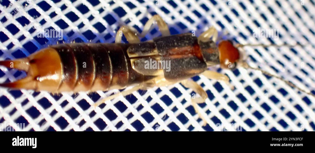 Shore Earwig (Labidura riparia Stock Photo - Alamy