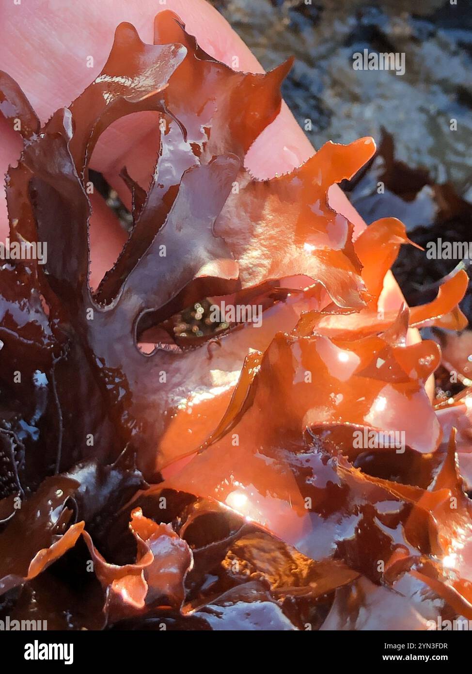 red algae (Rhodophyta Stock Photo - Alamy