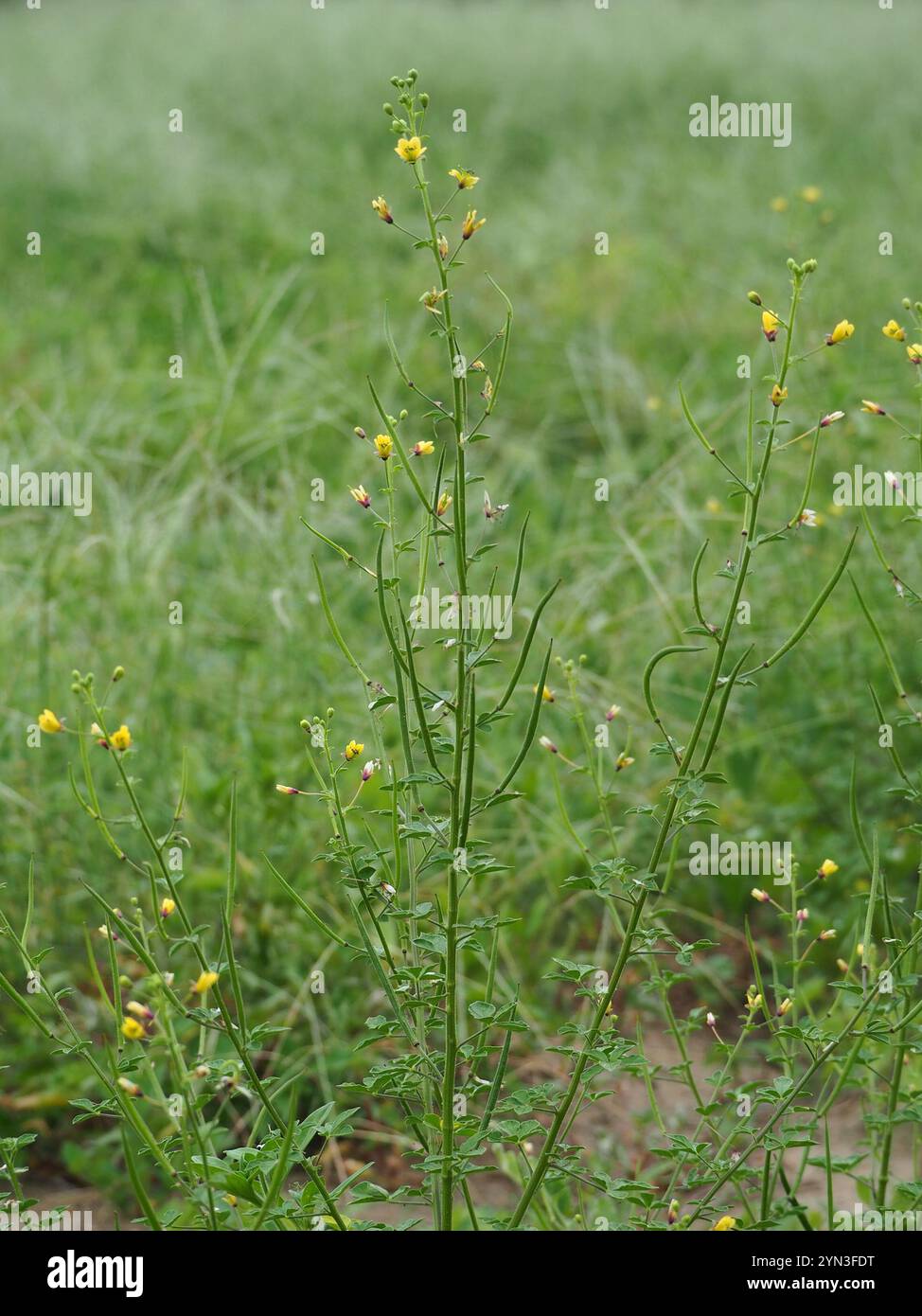 Asian spiderflower (Cleome viscosa Stock Photo - Alamy